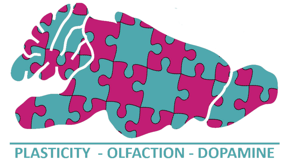 Galliano Lab @Cambridge_Uni – plasticity – olfaction – dopamine